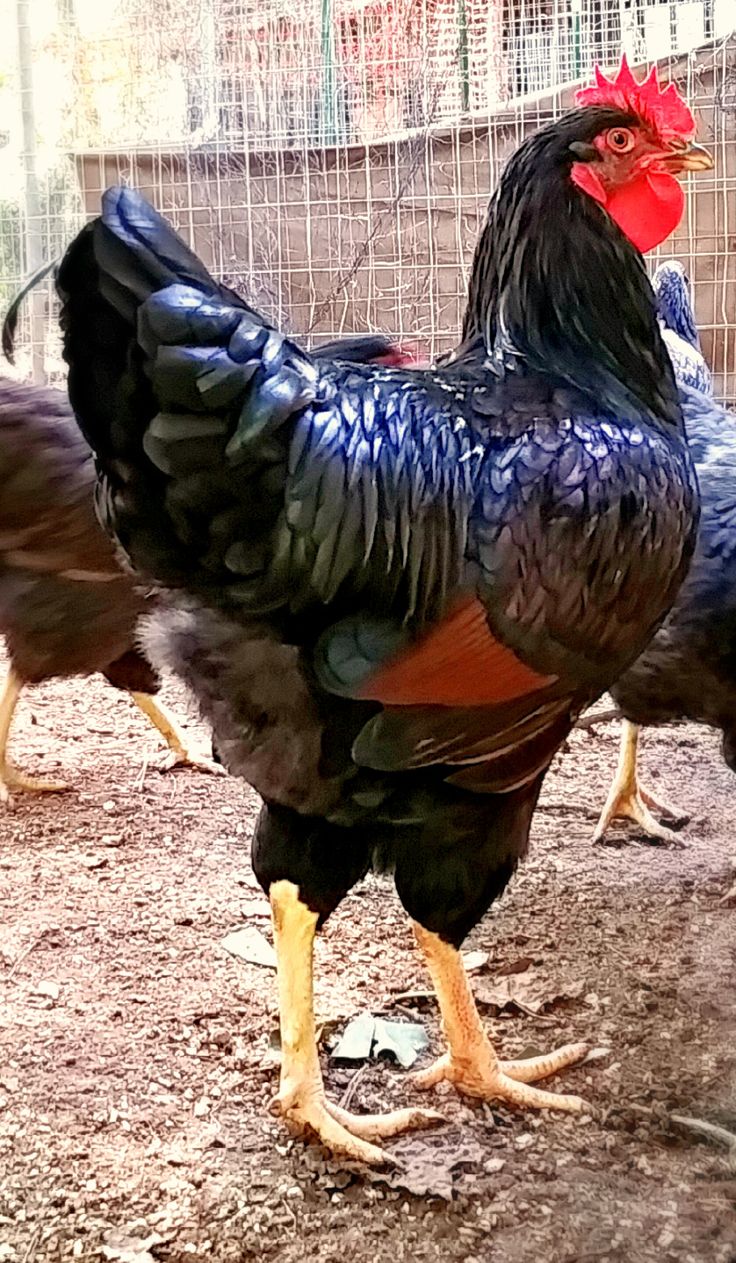 Dark Hatch - Barnyard Grange